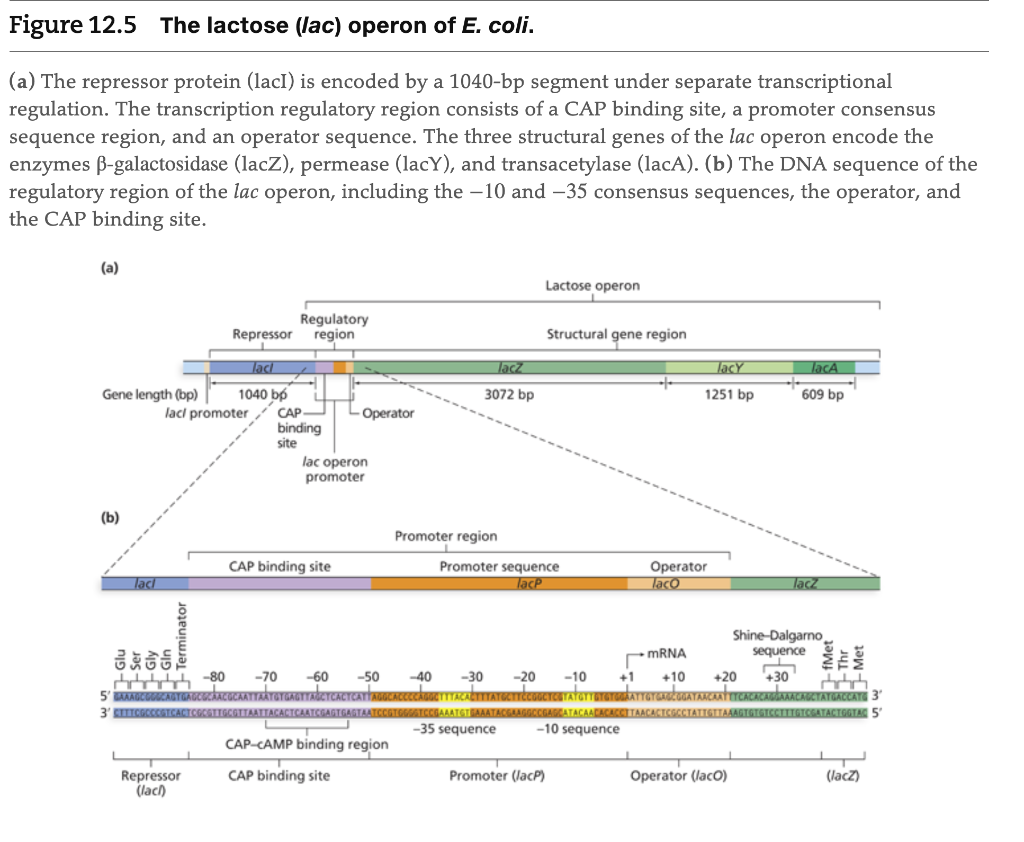 Solved 1. Below is a map for a plasmid called ‘pGFP’: | Chegg.com