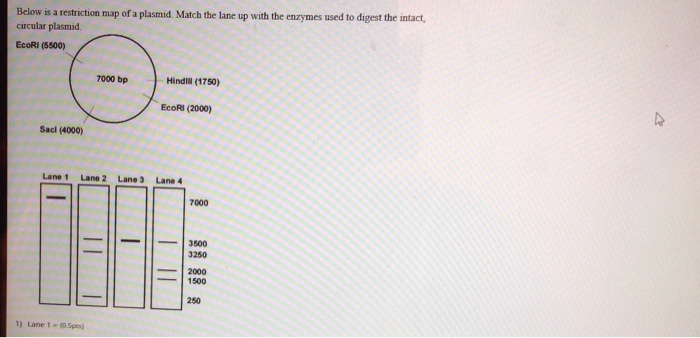 Solved Below is a restriction map of a plasmid. Match the | Chegg.com