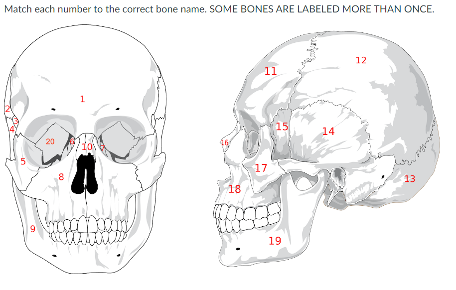 Solved Match each number to the correct bone name. SOME | Chegg.com