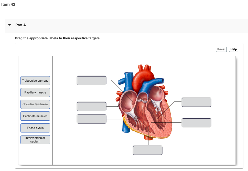 Solved Item 41 Part A Drag the appropriate labels to their | Chegg.com