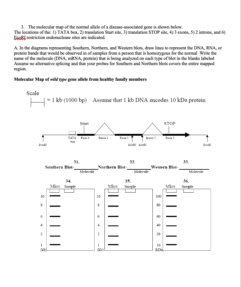 3. The molecular map of the normal allele of a | Chegg.com
