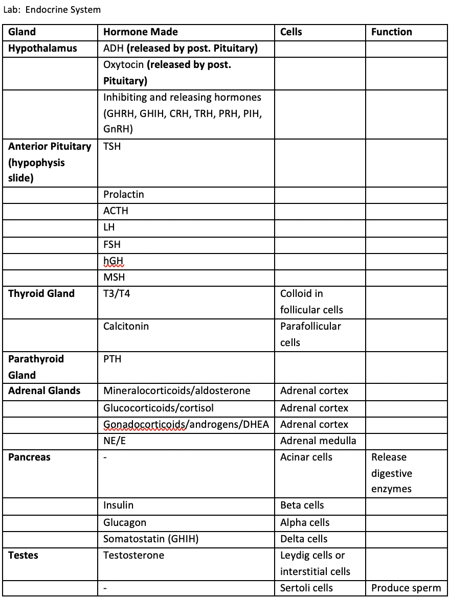 Solved Lab: Endocrine System Gland Cells Function | Chegg.com
