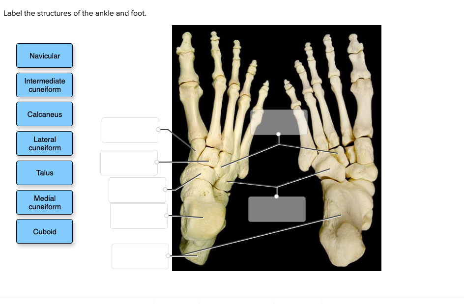 Solved Label the structures of the ankle and foot. Navicular | Chegg.com