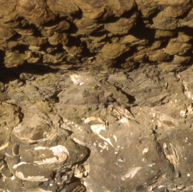 Solved Hi I need some help identifying the ichnogenus in | Chegg.com