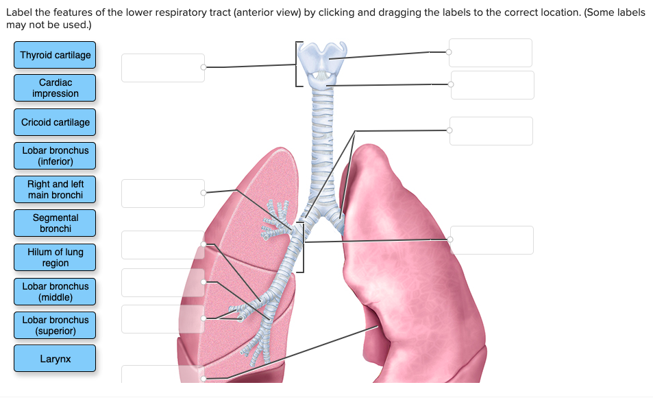 Solved Label the features of the lower respiratory tract | Chegg.com