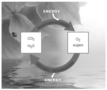 Solved 1. Heat-sensitive film, which captures the body | Chegg.com