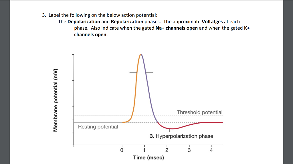 Repolarization Action Potential
