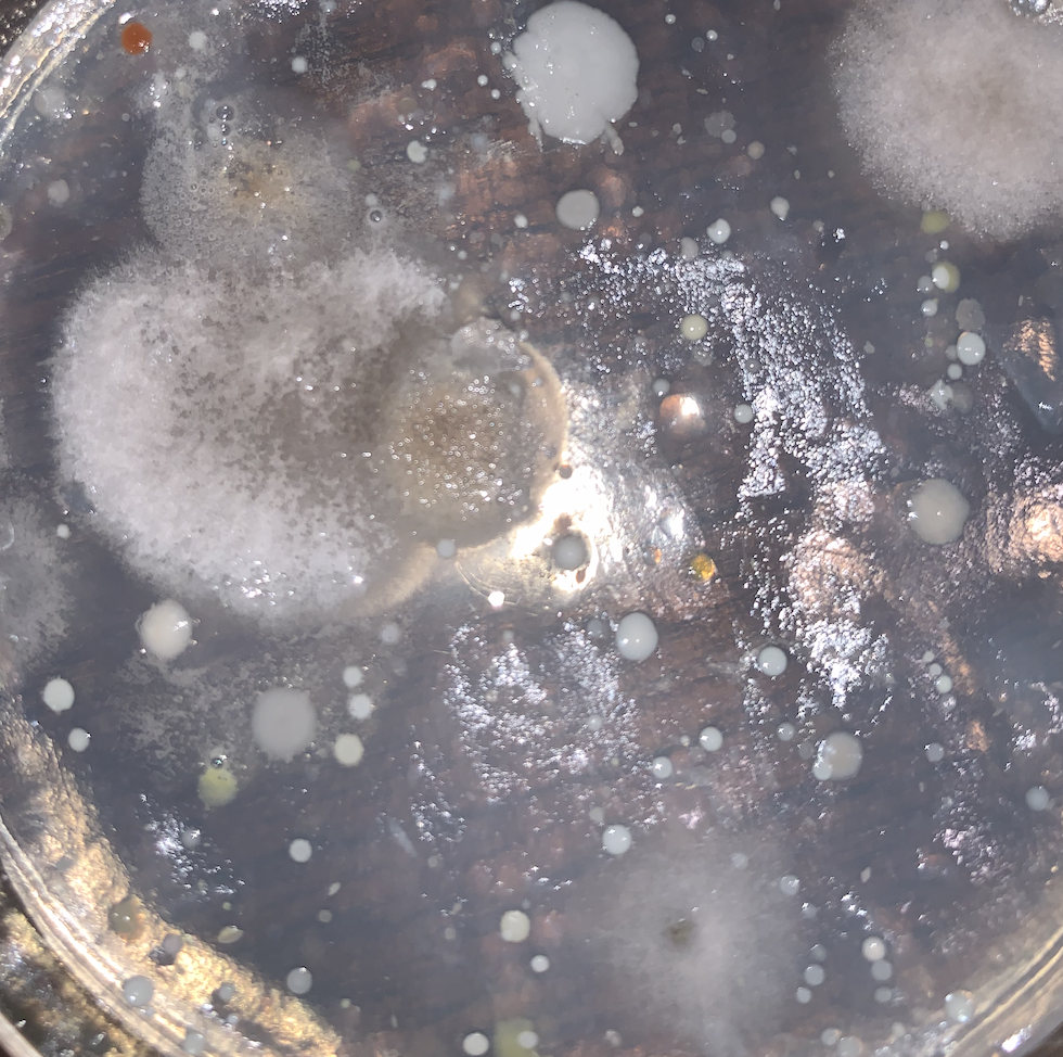 Solved Do you see any bubbles in your plate after adding | Chegg.com