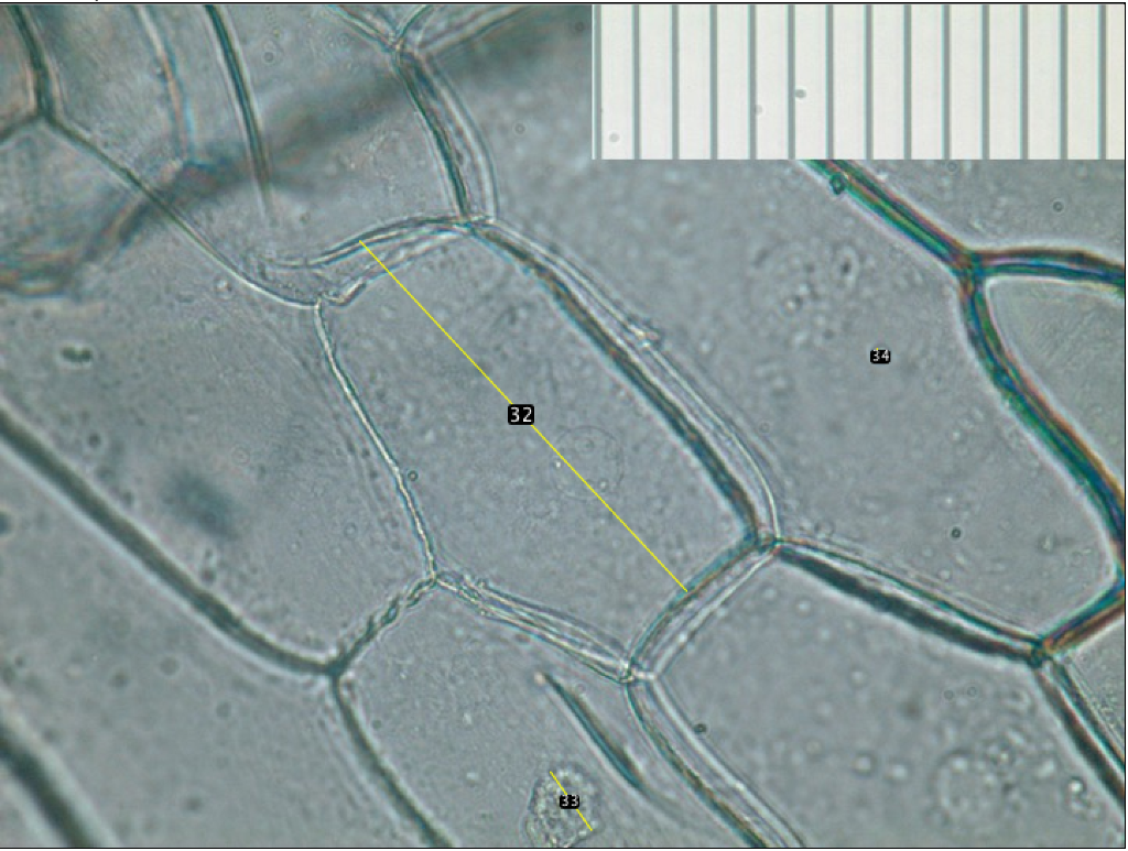 PLEASE HELP! Measurements of cells and visible cell | Chegg.com