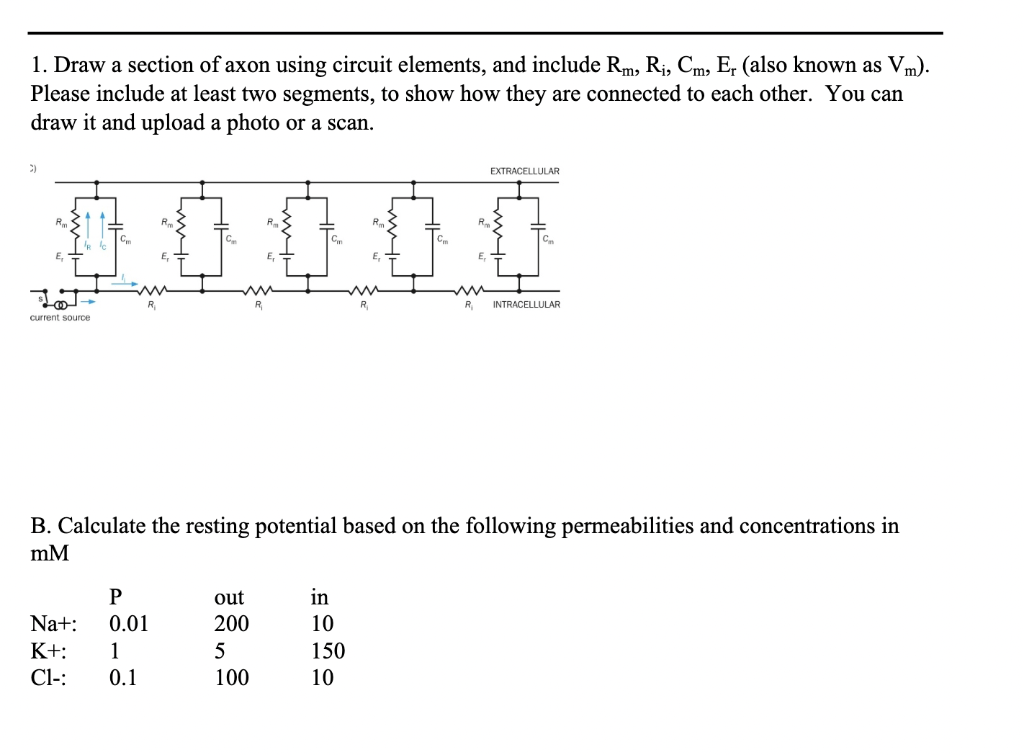 Solved 1. Draw a section of axon using circuit elements, and | Chegg.com