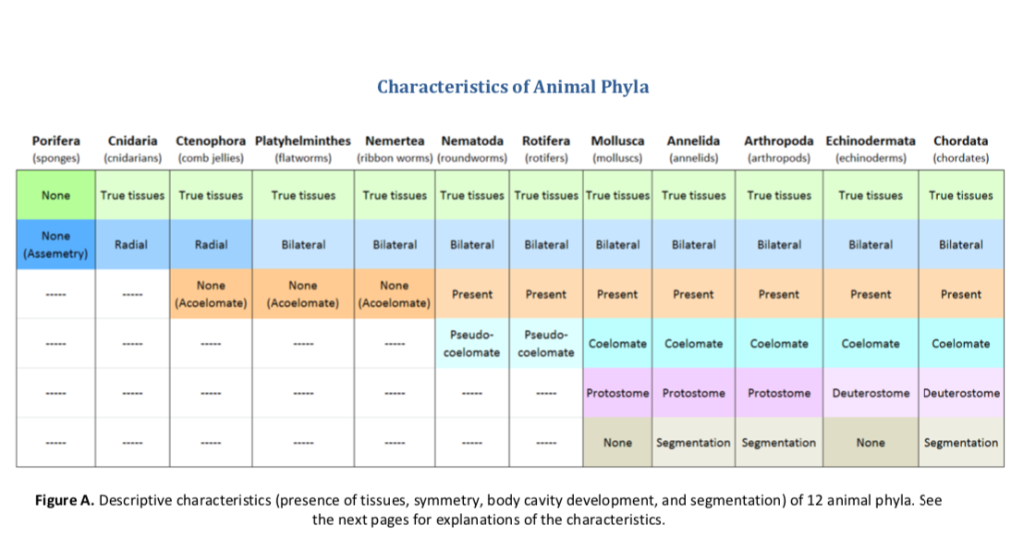Phylogenetic Tree Of Kingdom Animalia