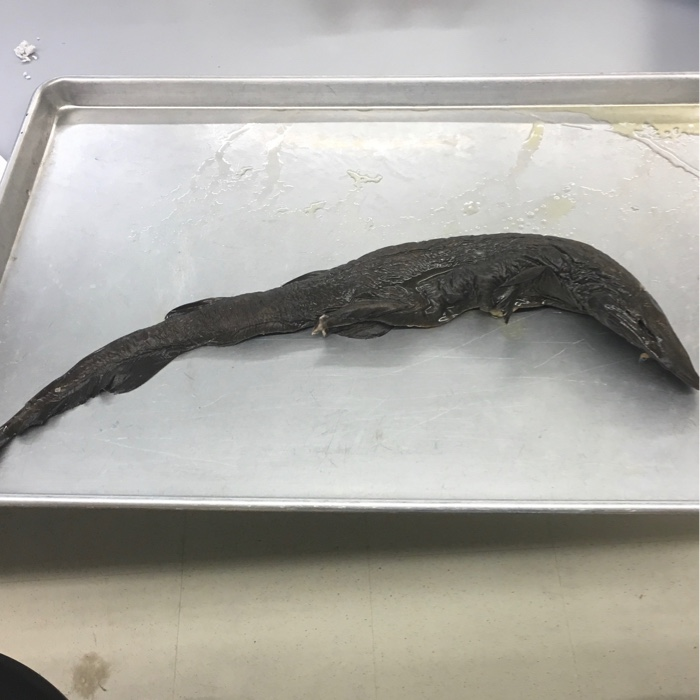 Solved Organs to identify on a spiny dogfish:Nostrils, | Chegg.com