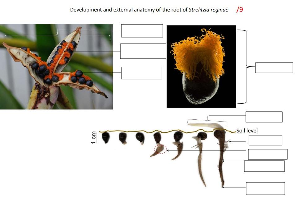 Solved Development and external anatomy of the root of | Chegg.com