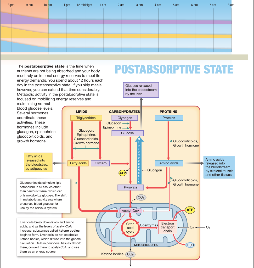 Solved 9 am 11 am 12 noon 3 pm 4 pm 5 pm 6 pm Glucose Levels | Chegg.com