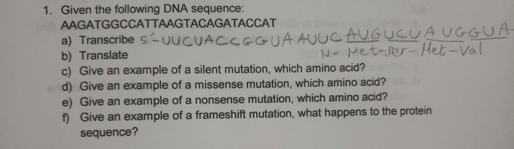 Solved 1. Given the following DNA sequence: | Chegg.com
