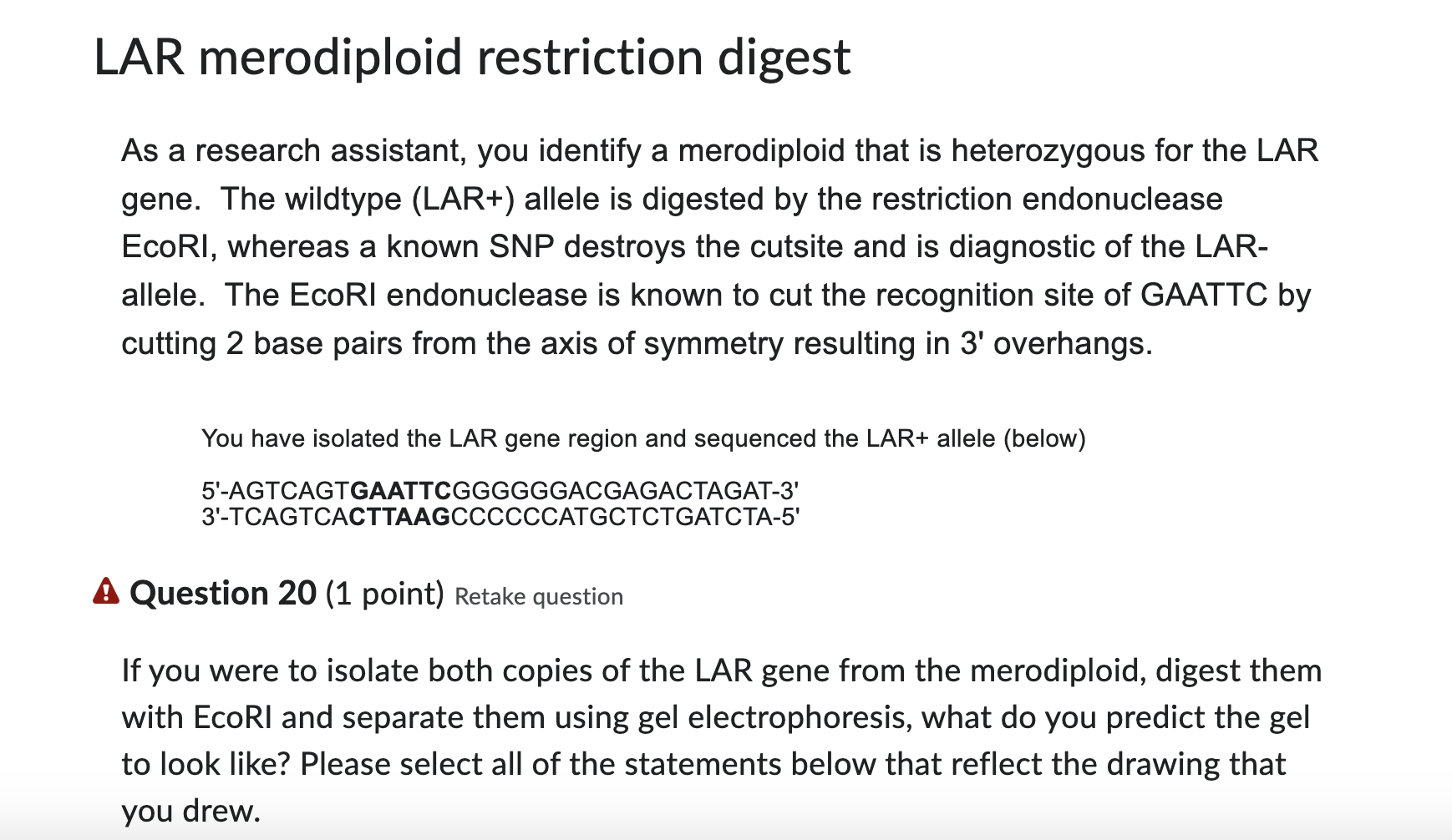 Solved LAR merodiploid restriction digest As a research | Chegg.com