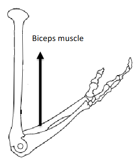Solved For the arm shown below, determine a) ﻿the force the | Chegg.com