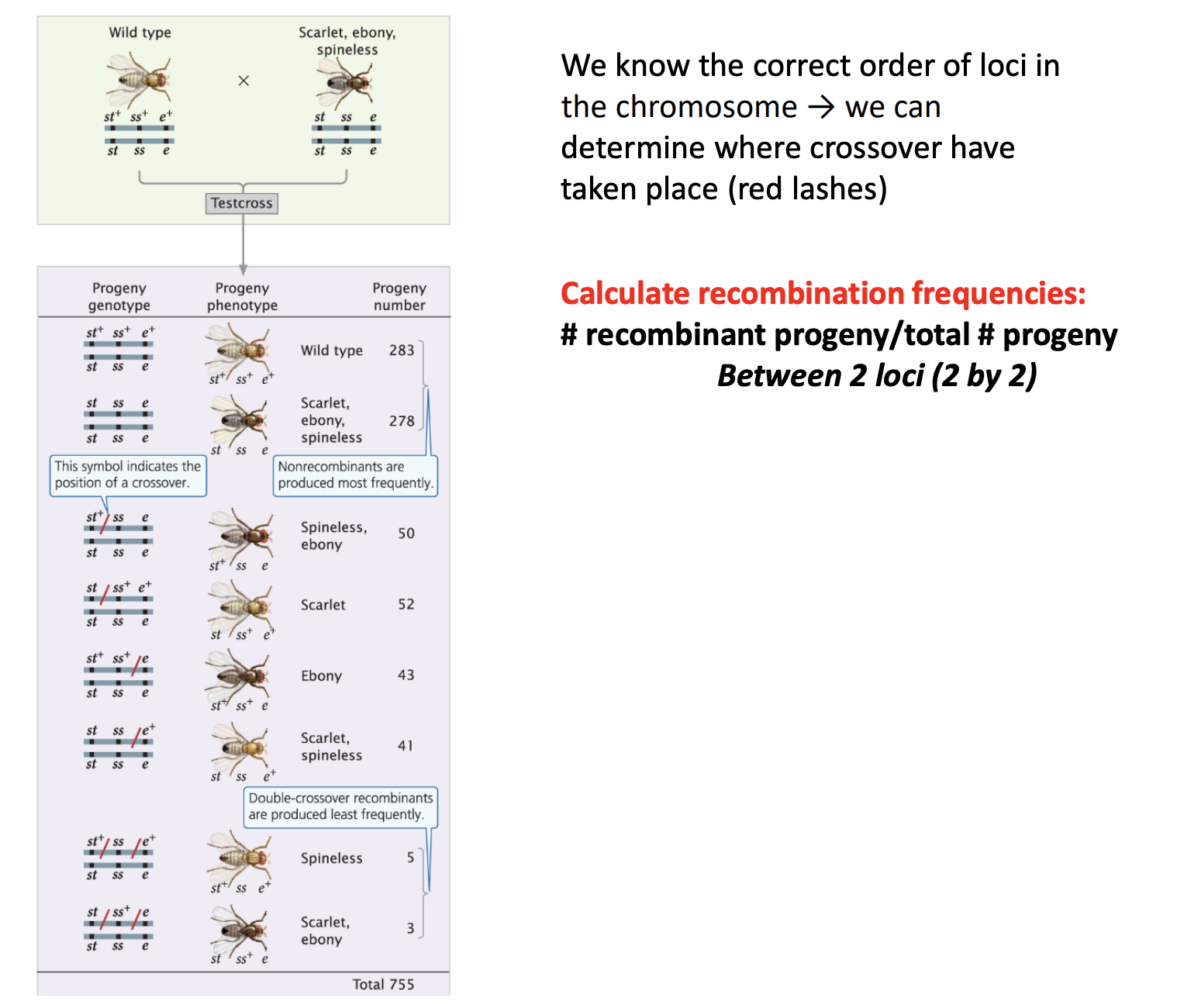 Solved We know the correct order of loci in the chromosome → | Chegg.com