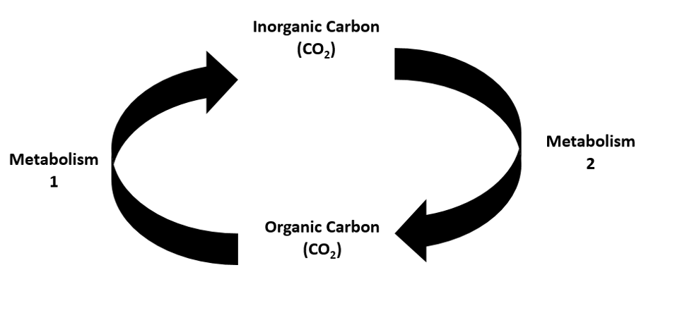 Solved The diagram below shows how carbon is cycled | Chegg.com