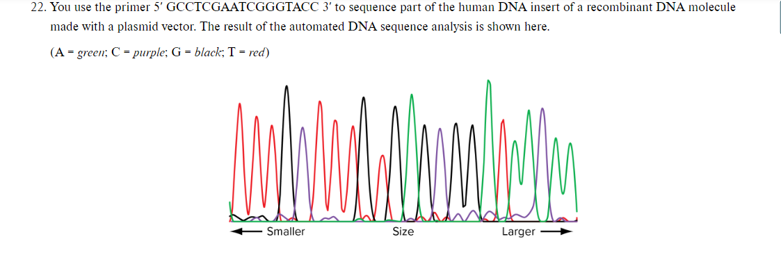 Solved 22. You use the primer 5' GCCTCGAATCGGGTACC 3' to | Chegg.com