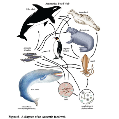 Antarctic Krill Food Chain