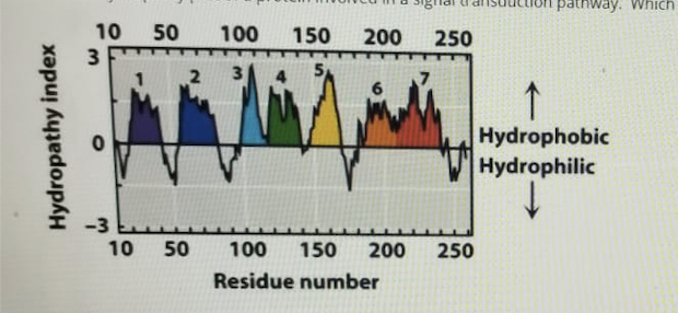 Solved 1. Here is a hydropathy plot of a protein involved in | Chegg.com
