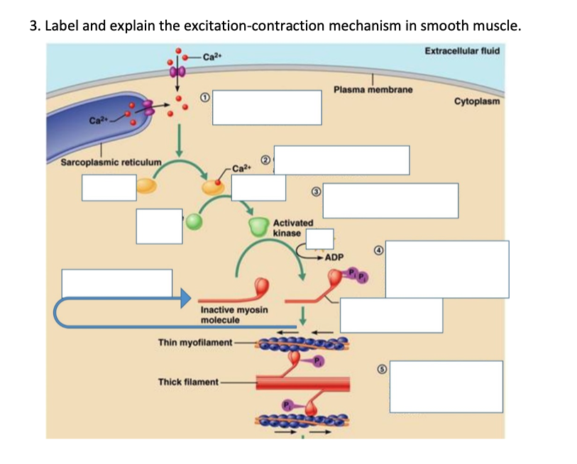 Solved 3. Label and explain the excitation-contraction | Chegg.com