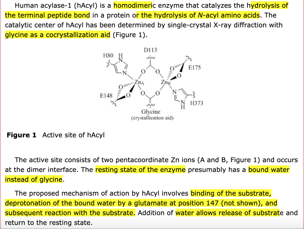 Solved Human acylase-1 (hAcyl) is a homodimeric enzyme that | Chegg.com