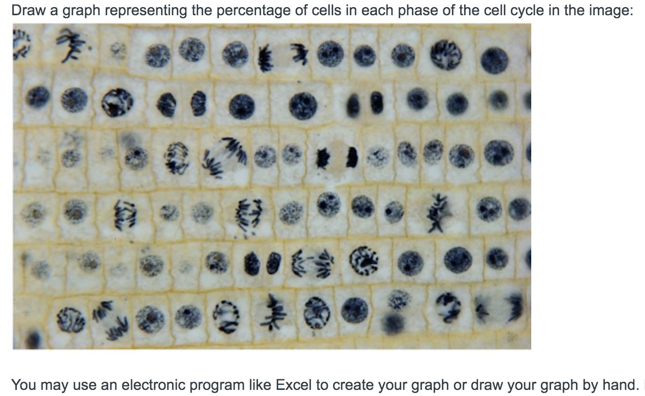 Solved Draw a graph representing the percentage of cells in | Chegg.com