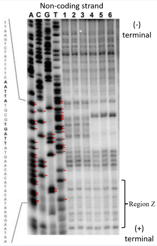 Solved You want to identify the DNA binding site of a | Chegg.com