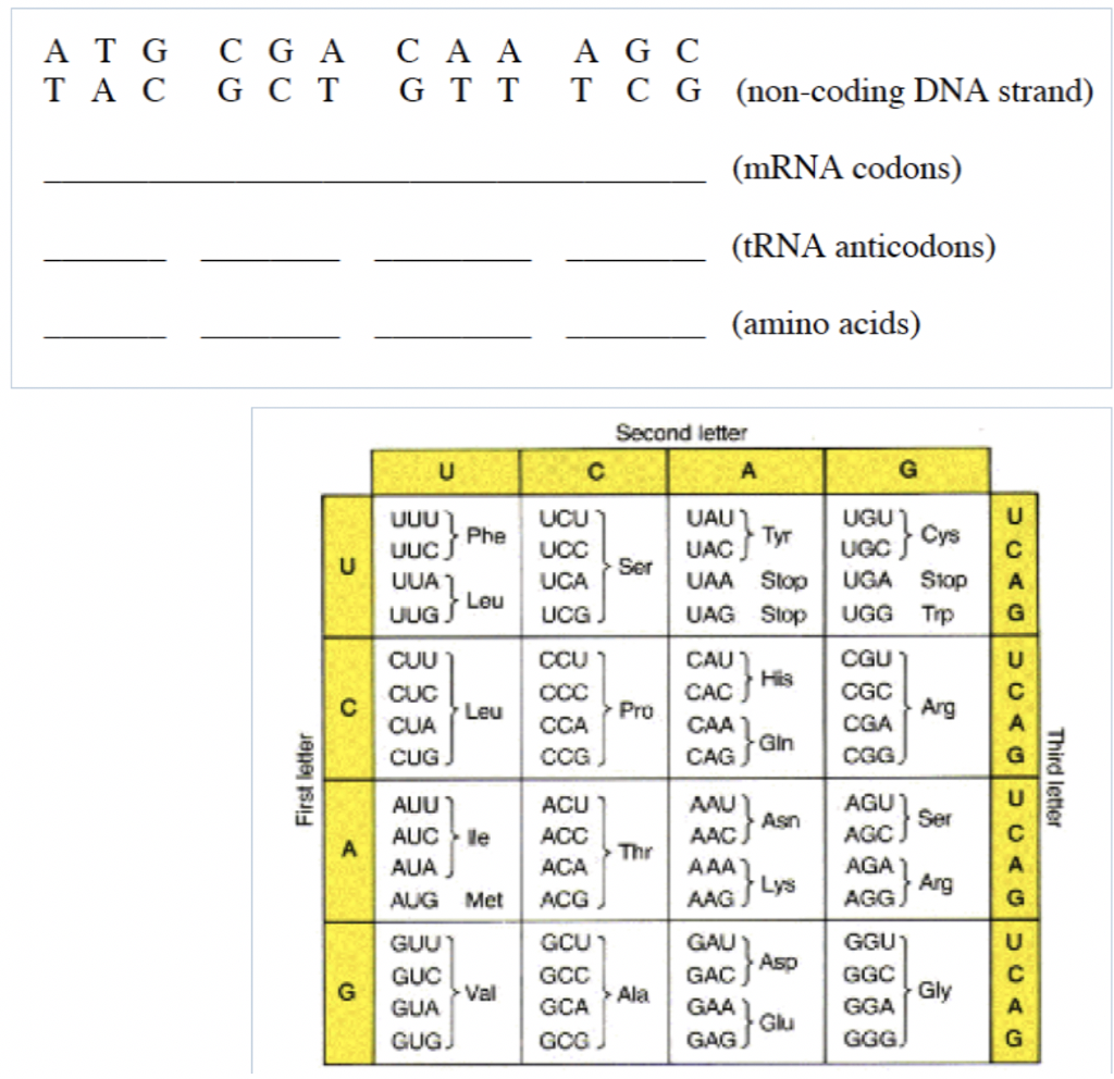 Solved The diagram below represents the sequence of bases of | Chegg.com