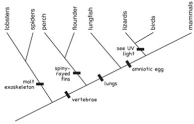 Solved Explain the cladogram below. In your explanation, | Chegg.com