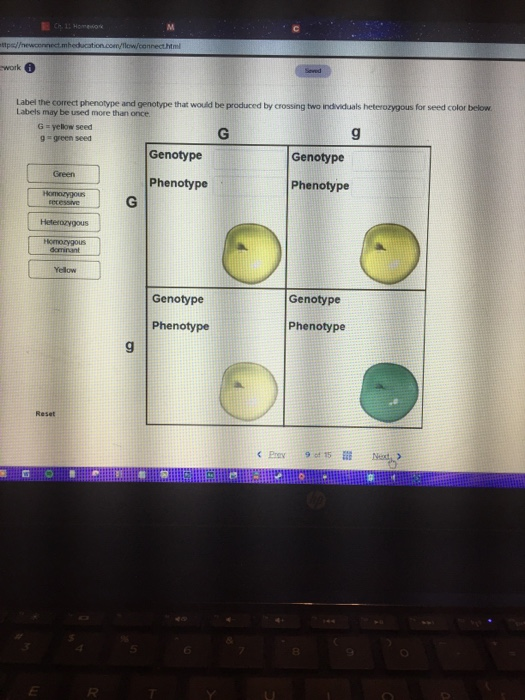 Solved work Label the correct phenotype and genotype that | Chegg.com Solved work Label the correct phenotype and genotype that | Chegg.com