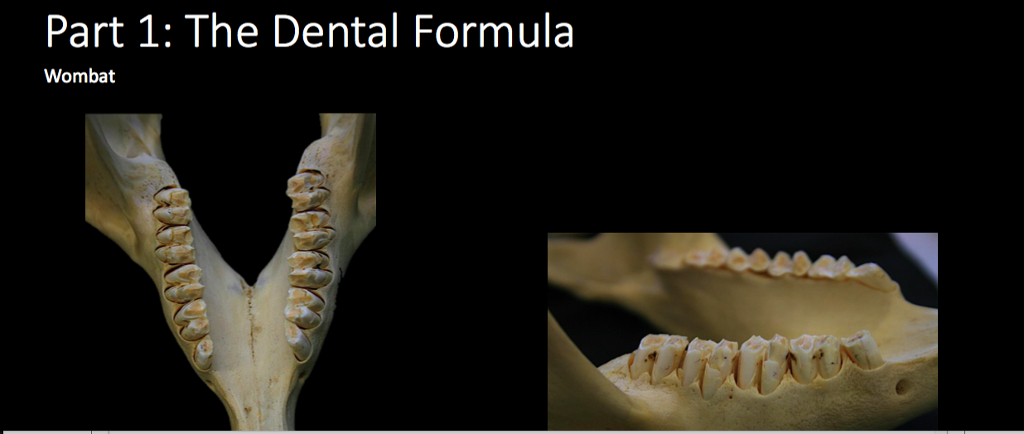 Solved Ring-Tailed Lemur Part 1: The Dental Formula | Chegg.com
