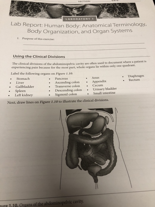 Solved LABORATORY 1 Lab Report: Human Body: Anatomical | Chegg.com