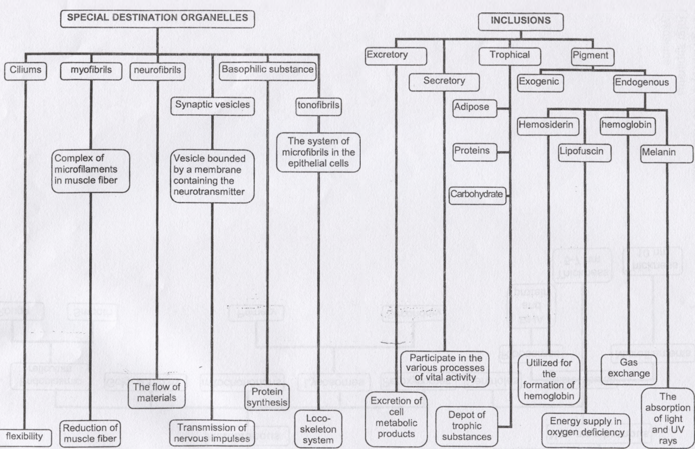 Solved Task 2. Using the Topic logical structure flowchart, | Chegg.com