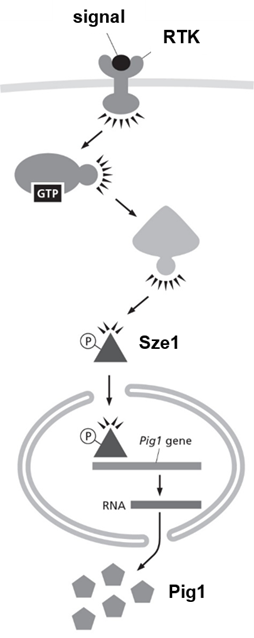 Solved You are interested in further understanding the | Chegg.com