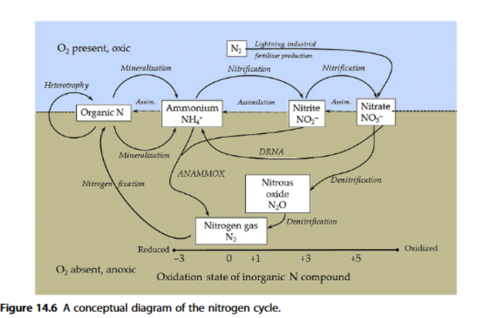 Solved • What are the processes and forms of nitrogen in the | Chegg.com