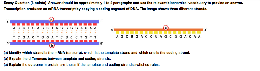 Solved Essay ion 8 Points Answer Should Be Chegg Solved Essay ion 8 Points Answer Should Be Chegg