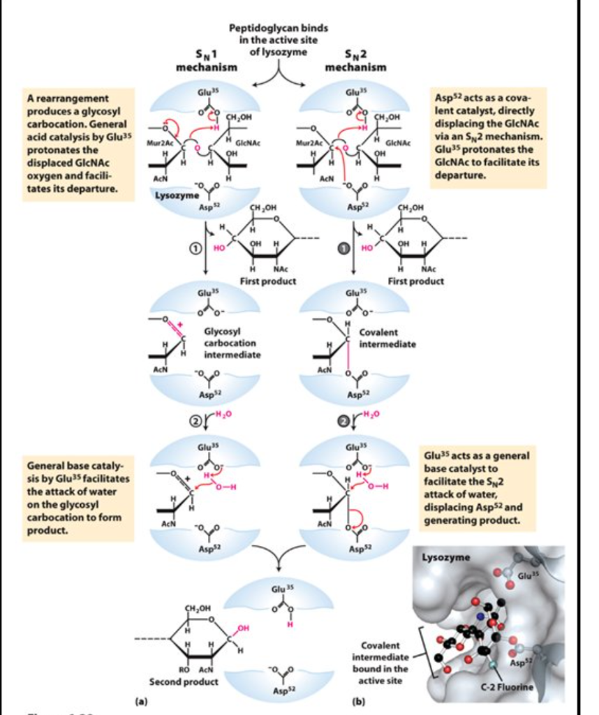 Solved Using the images shown below for the substrate and | Chegg.com
