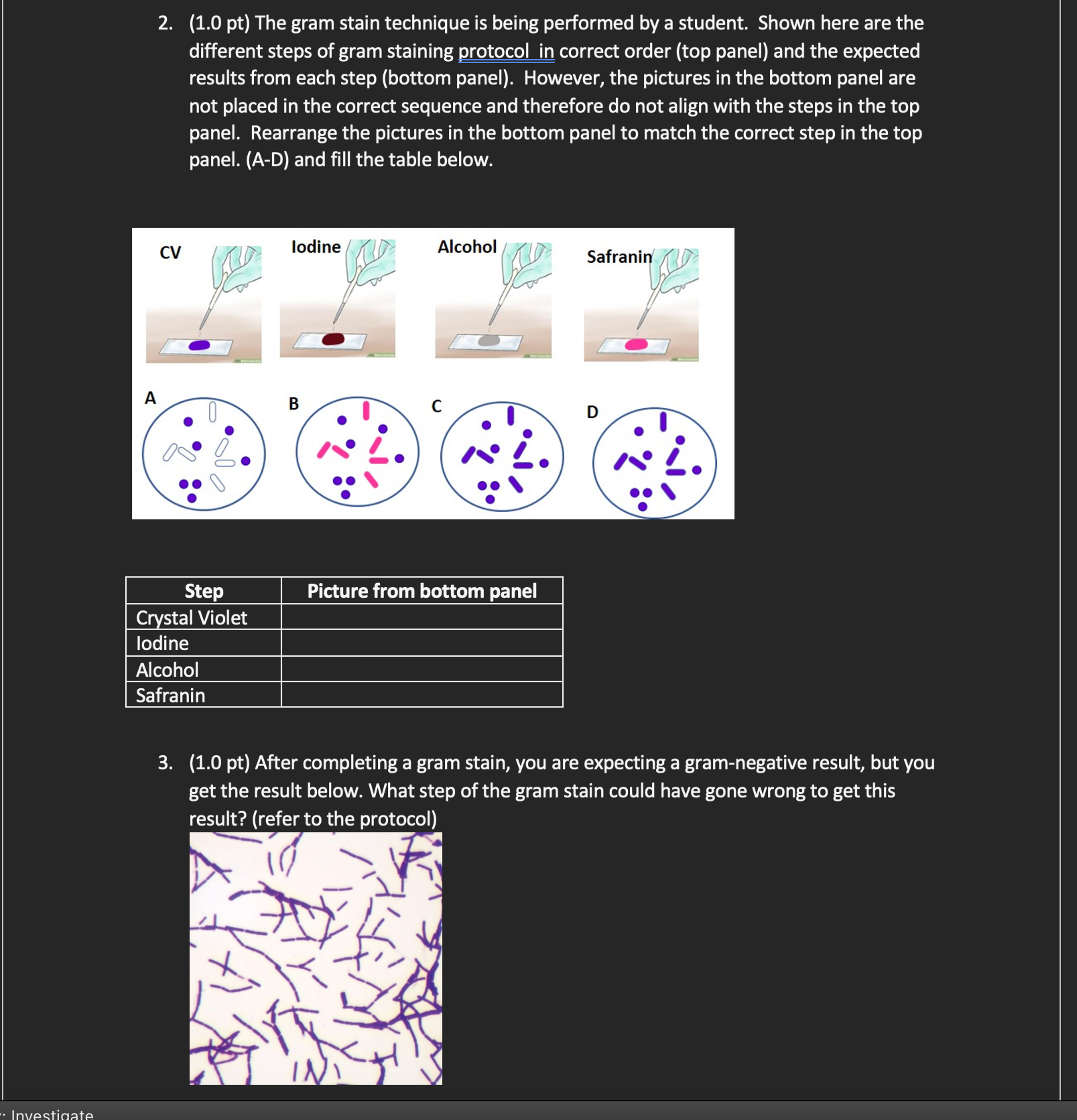 Solved The gram stain technique is being performed by a | Chegg.com