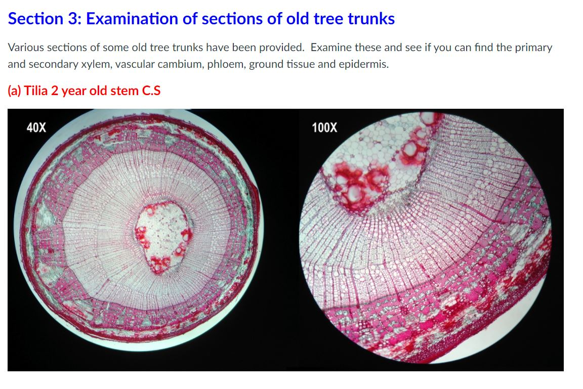 Solved Section 3: Examination of sections of old tree trunks | Chegg.com