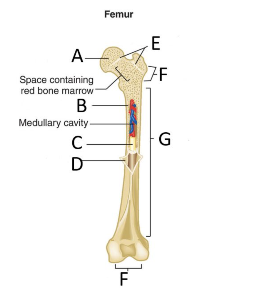 Solved Structure A is bone Structure B is bone Structure | Chegg.com