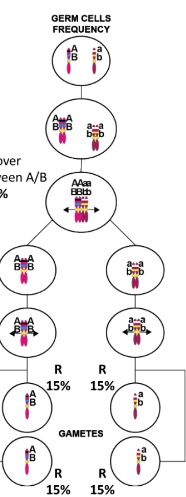 Solved Mitotic steps for an individual AaBb where A and B | Chegg.com