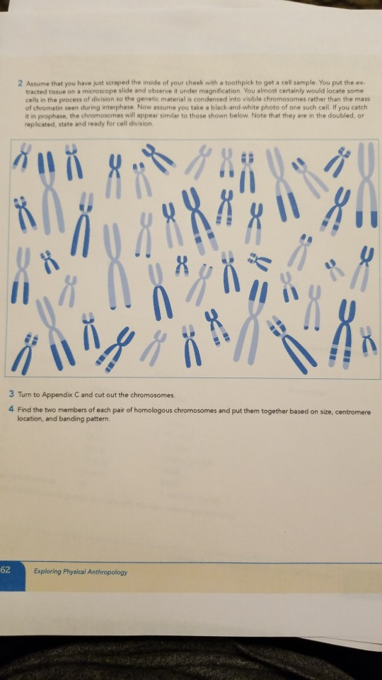 Solved LAB EXERCISE 3.2 continued Name 5 Use the karyotype | Chegg.com