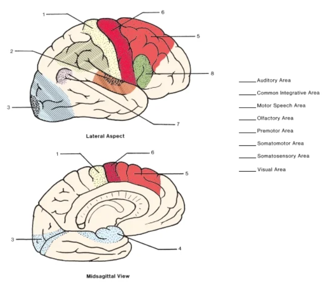 Solved 8 3 7 Auditory Area Common Integrative Area Motor | Chegg.com