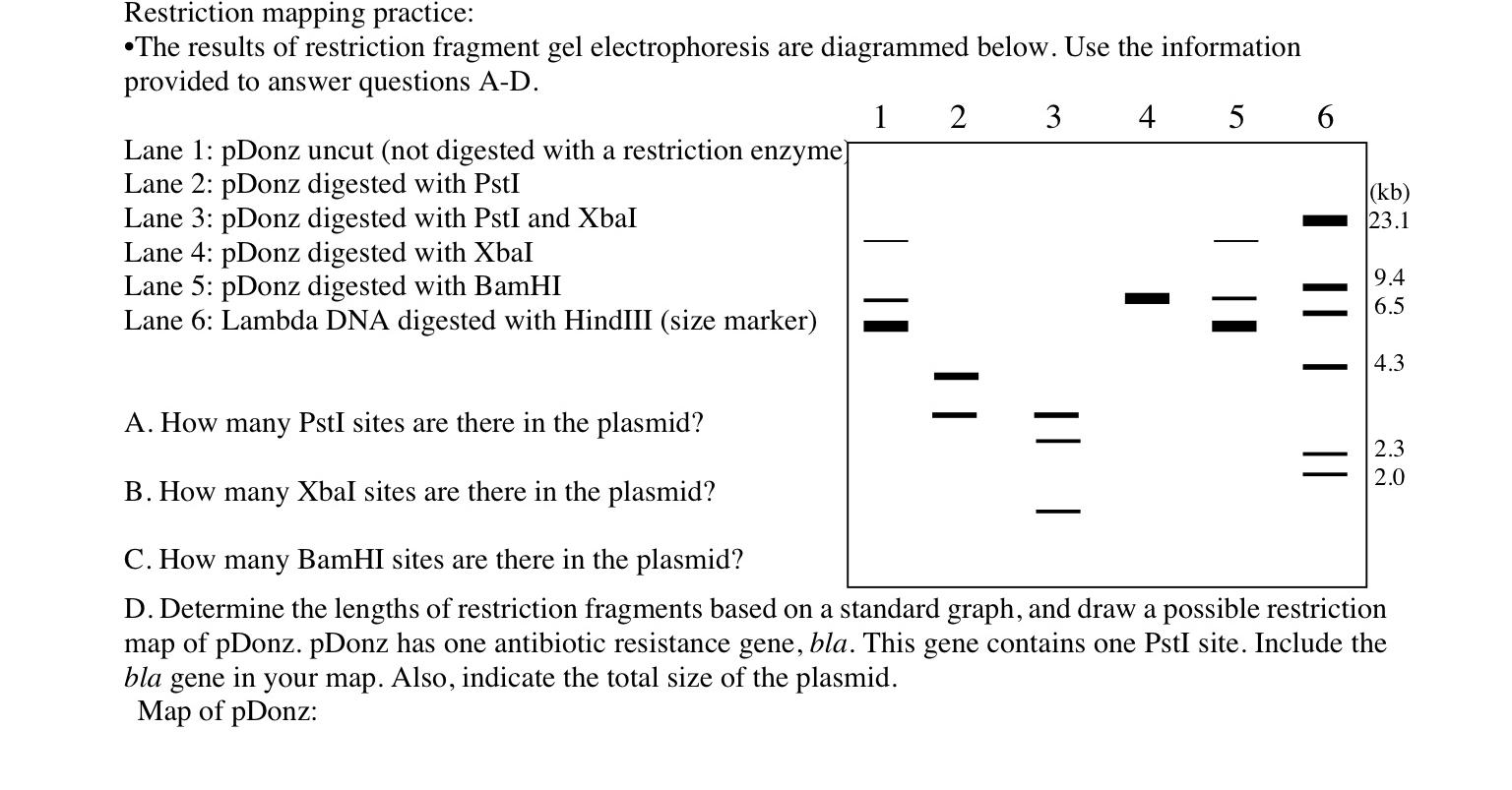 Solved Restriction mapping practice: •The results of | Chegg.com