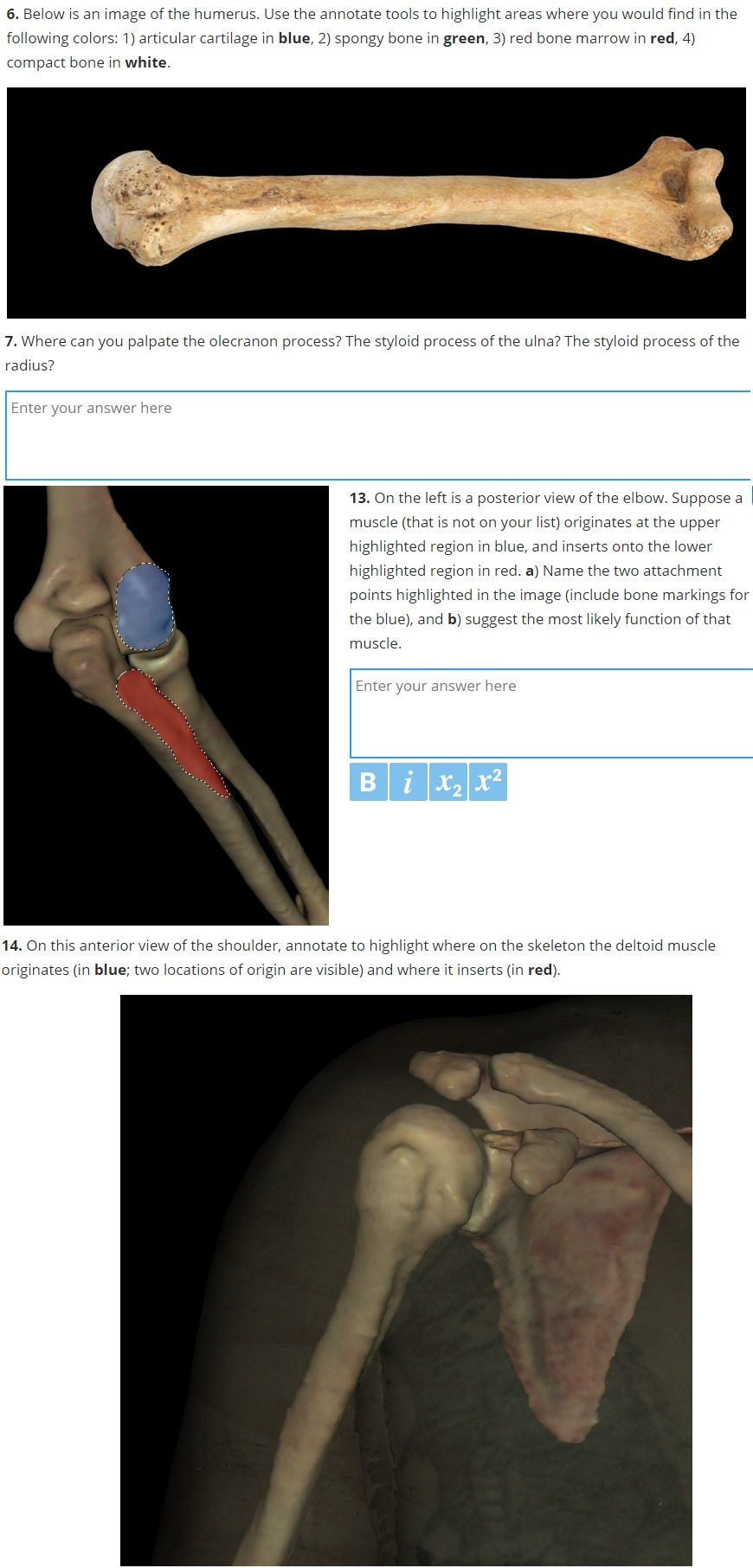 Solved 6. Below is an image of the humerus. Use the annotate | Chegg.com