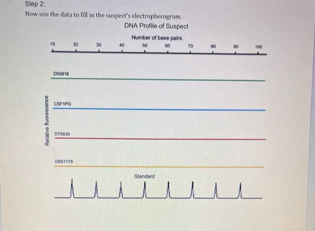 Using your suspect DNA profile chart, write out the | Chegg.com
