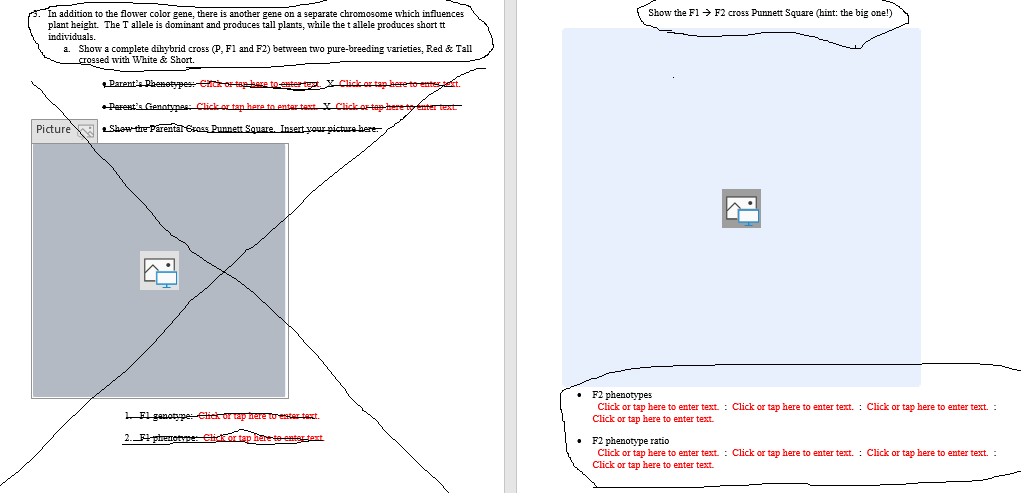 Solved Show the F1 → F2 cross Punnett Square (hint: the big | Chegg.com